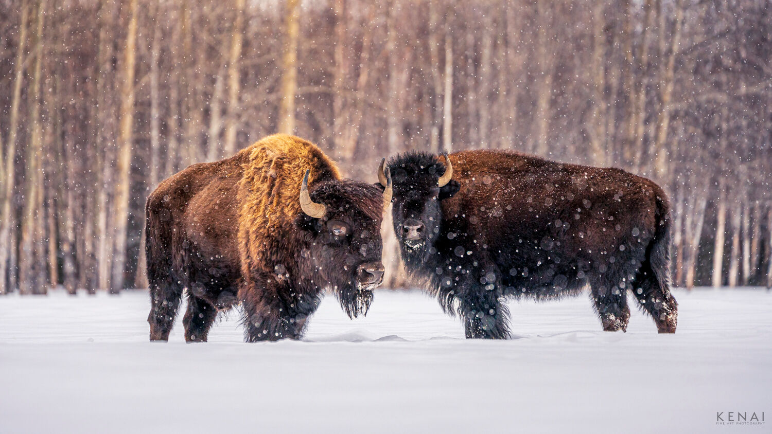 Buffalo Couple | Deltana, Alaska | Kenai Fine Art Photography